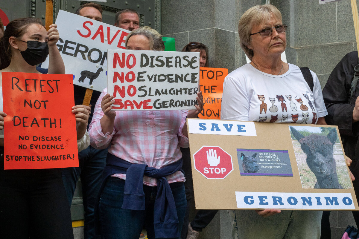 Geronimo the alpaca is given a heartbreaking final sentence