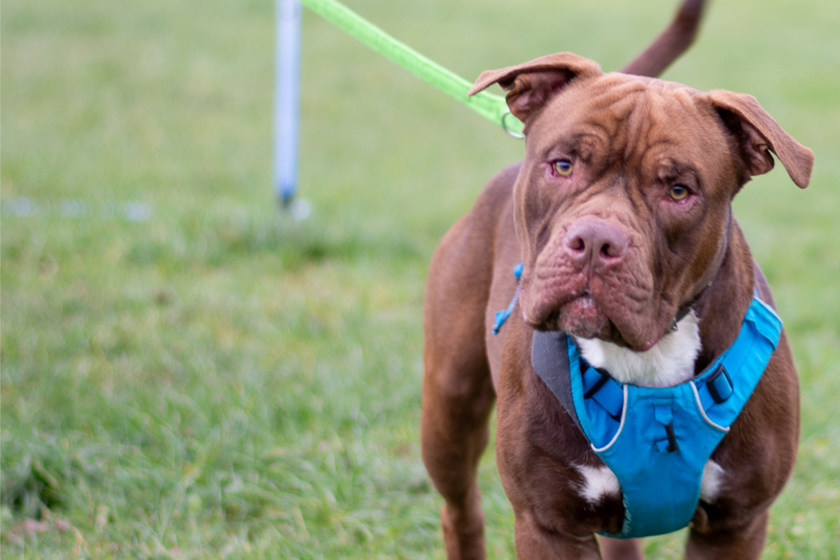 Staffi-Freunde mit Erfahrung aufgepasst! Hund Chico sucht nach ...