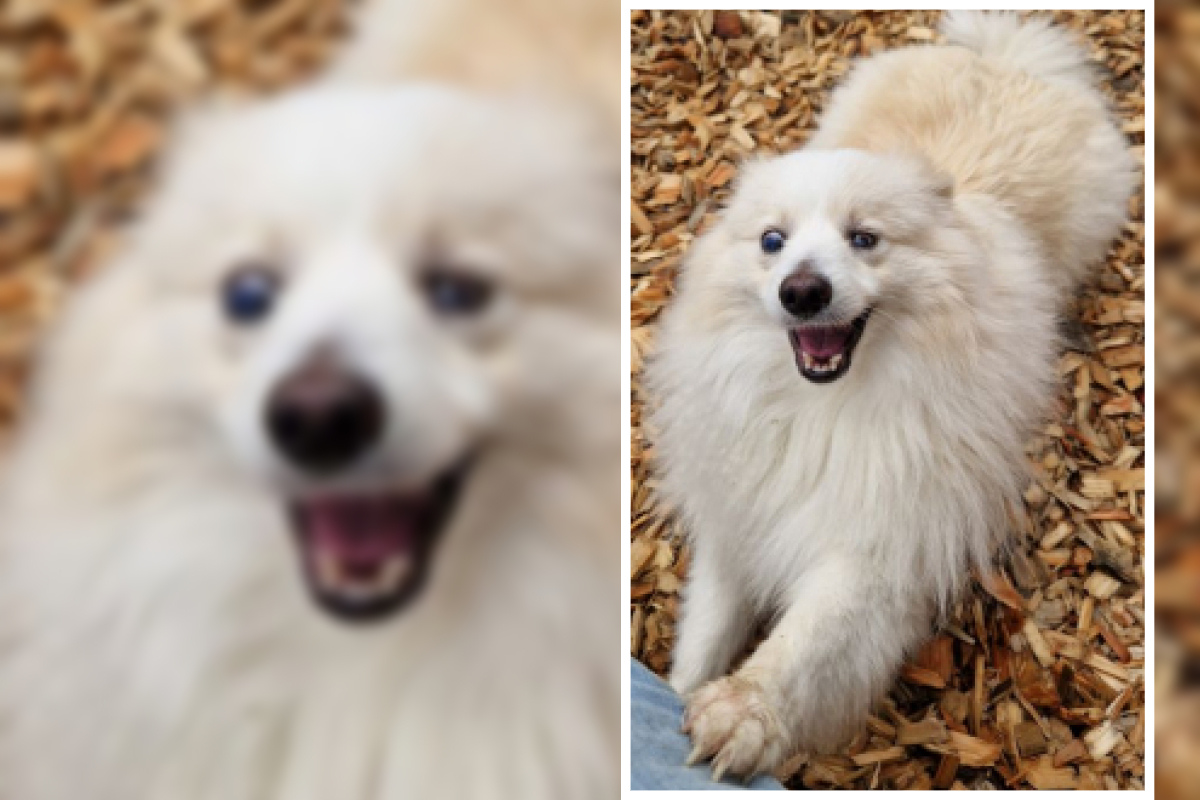 Junger Spitz sucht ein Zuhause: Darum ist "Ninja" wirklich einmalig!