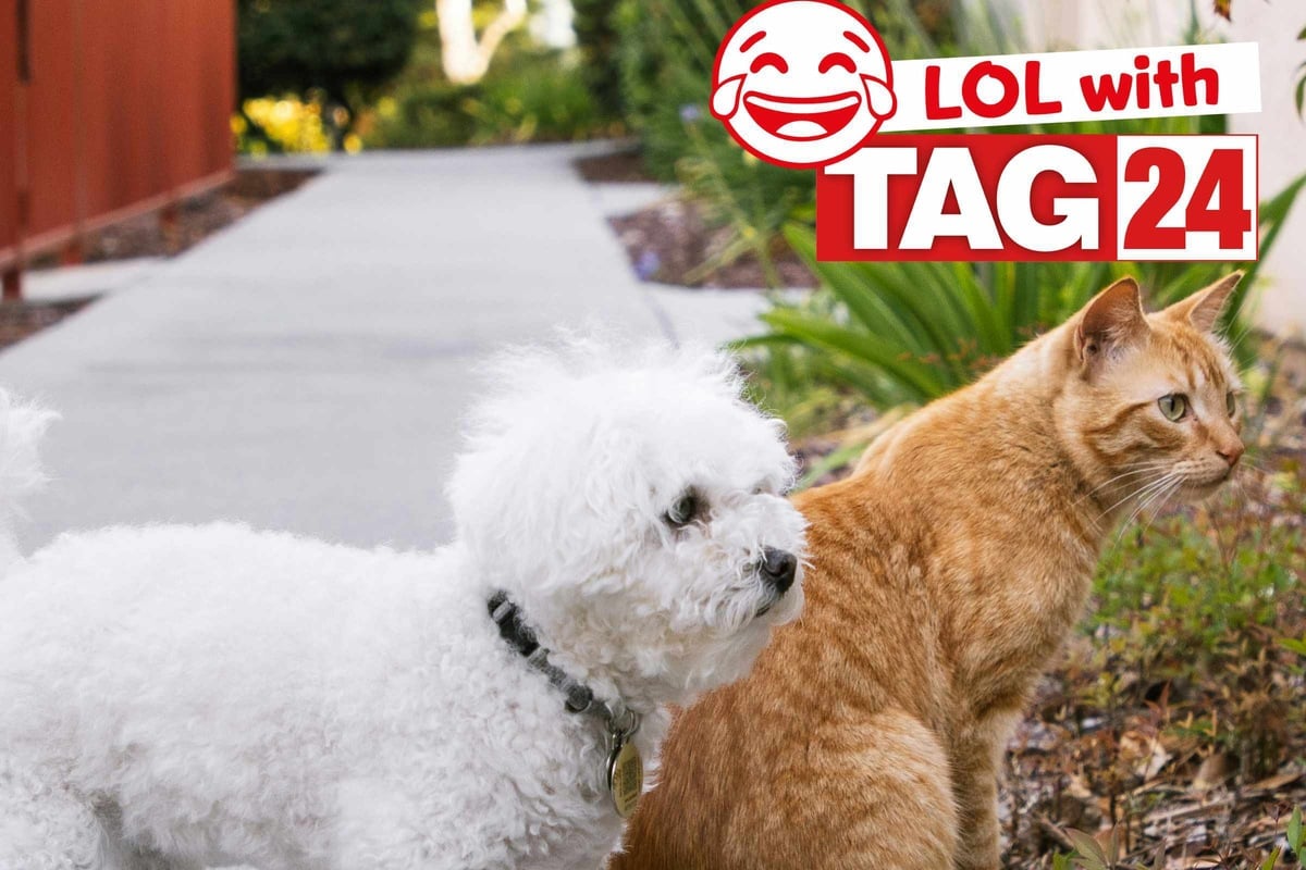 Joke of the Day for January 17, 2026: A cat funny for Caturday