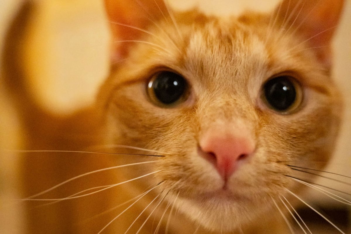 Kick Off 2025 with Unbeatable Pet Deals at Chewy This Saturday, January 3