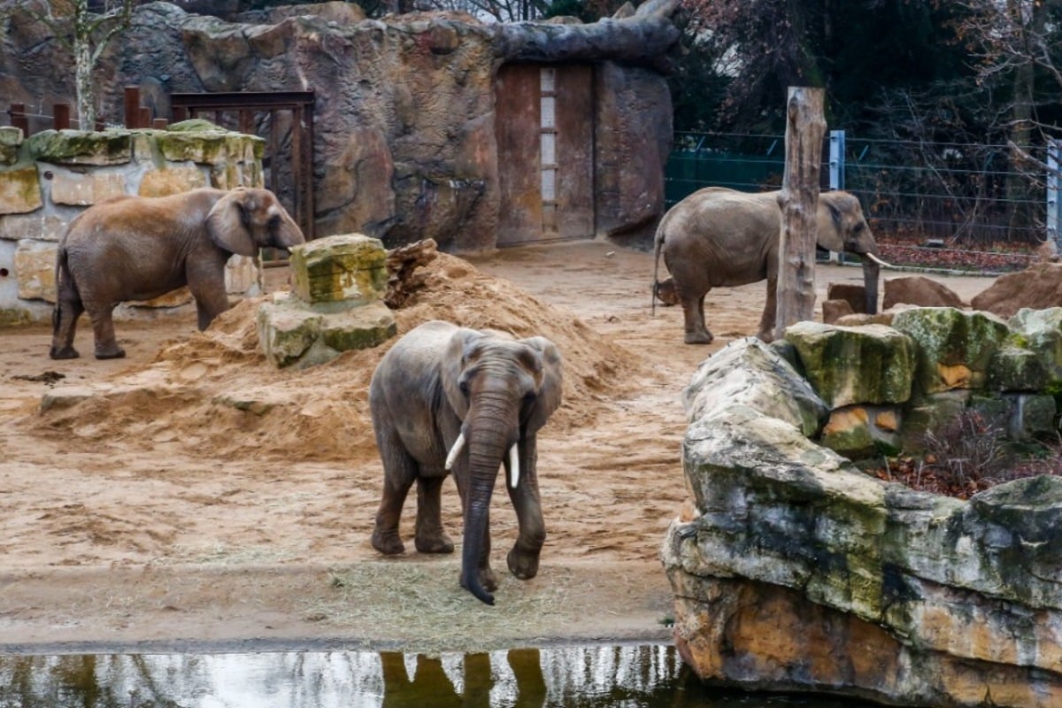 Dresden: Impotenter Elefant? Spermien-Test bei Tembo zeigt ...