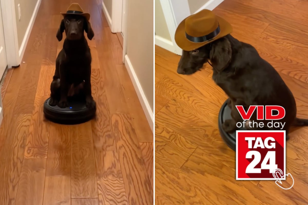 Viral Video of the Day for December 27, 2025: Dogs crack up viewers ...