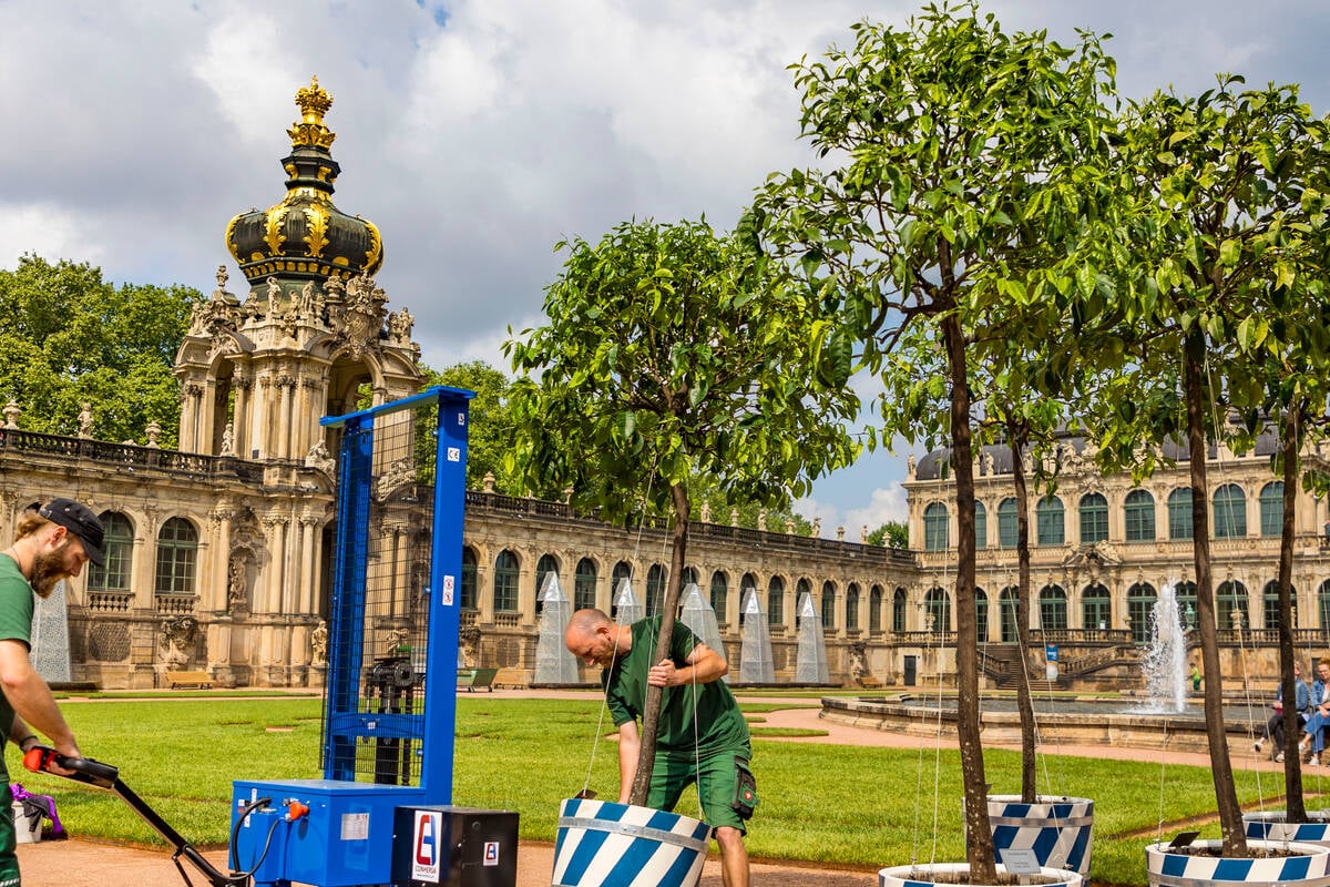 Orangenbäume kehren in den Dresdner Zwinger zurück: Angst vor ...