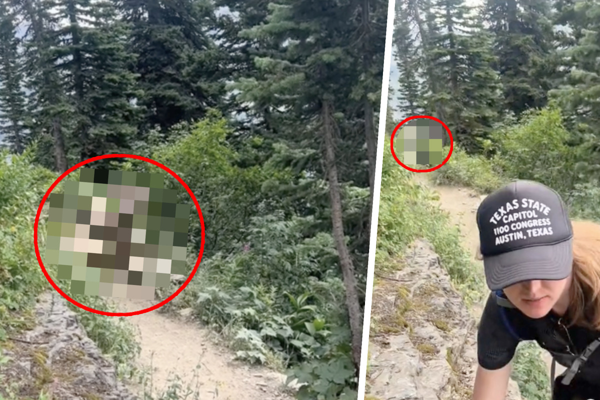Wanderer laufen über Bergpfad: Als dieses Tier hinter ihnen auftaucht ...