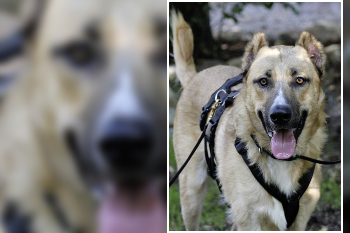 Kangal-Mix wurde einfach vor dem Tierheim angebunden, jetzt sucht Cujo ...