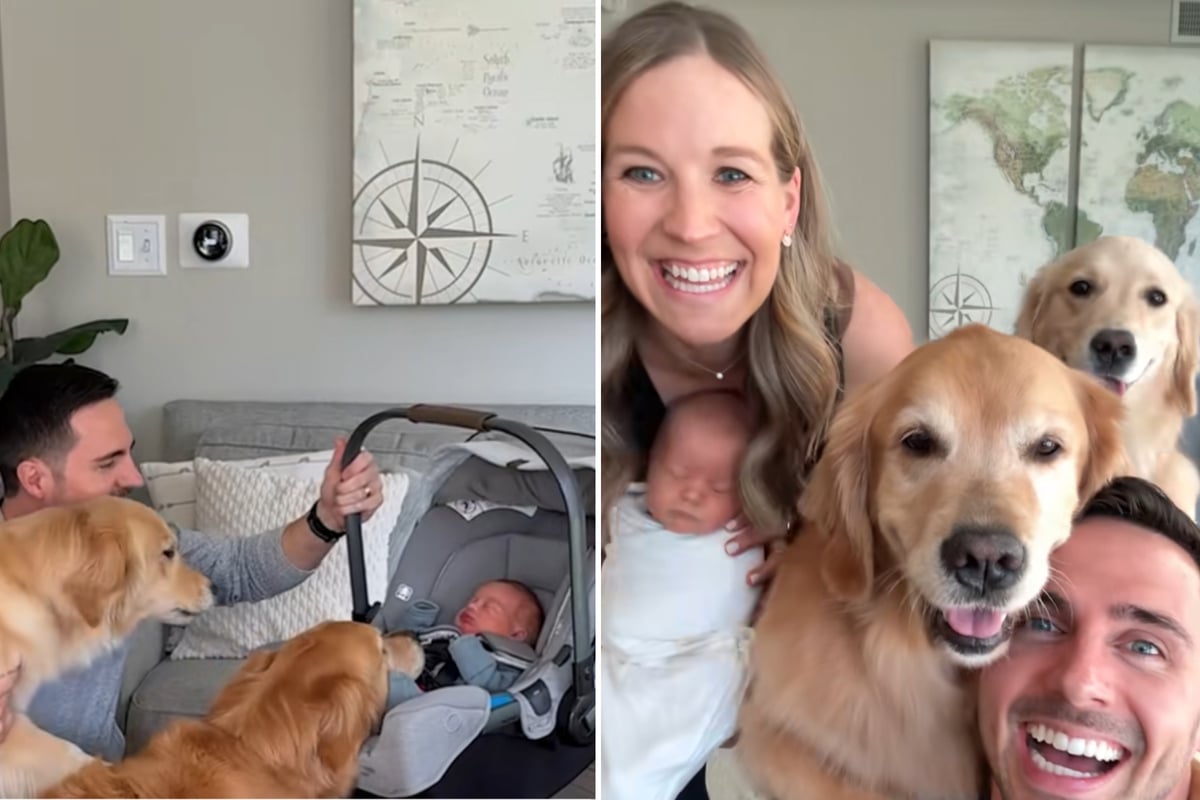 Golden retrievers can't get enough of their new baby human in adorable ...