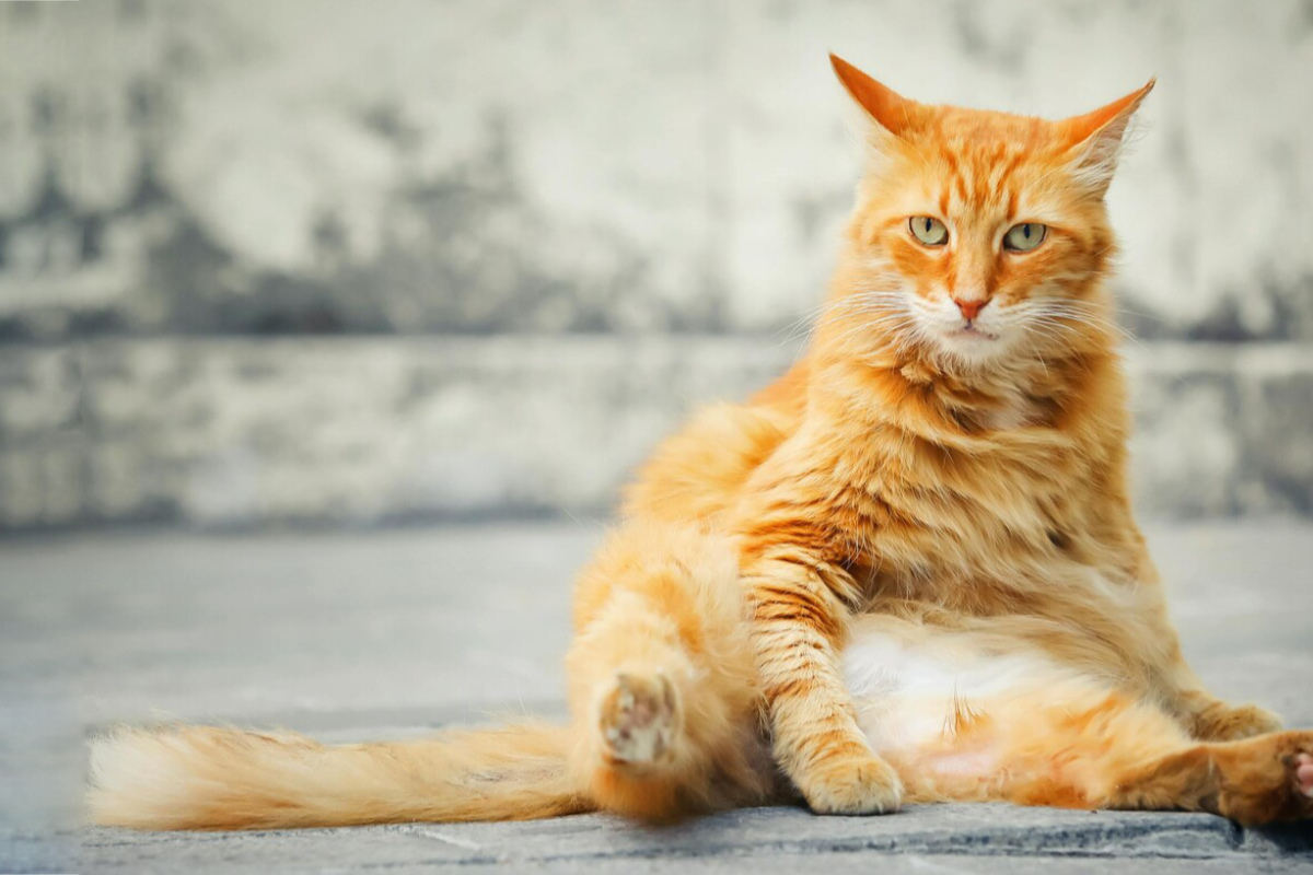 Why Does My Cat Have A Saggy Belly All About A Cat s Primordial Pouch Why Does My Cat Have A Saggy Belly All About A Cat s Primordial Pouch