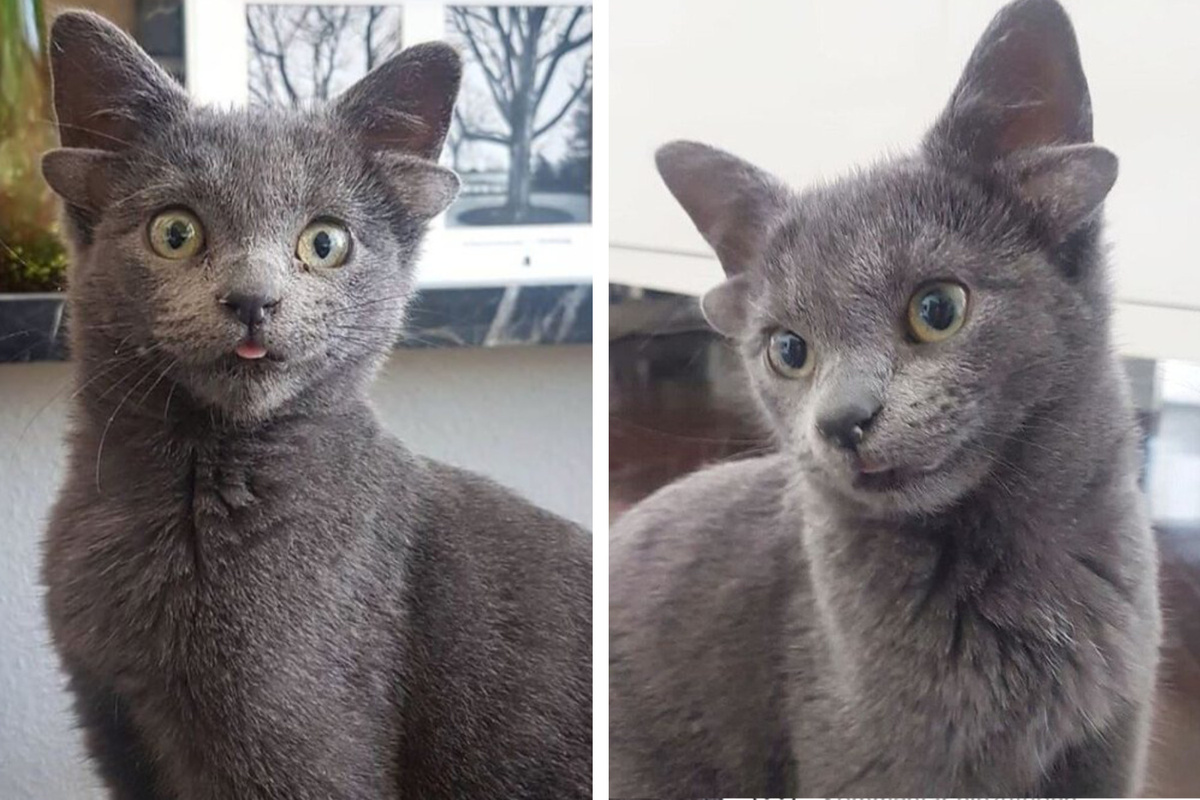 Instagram can't get enough of this four-eared cat!