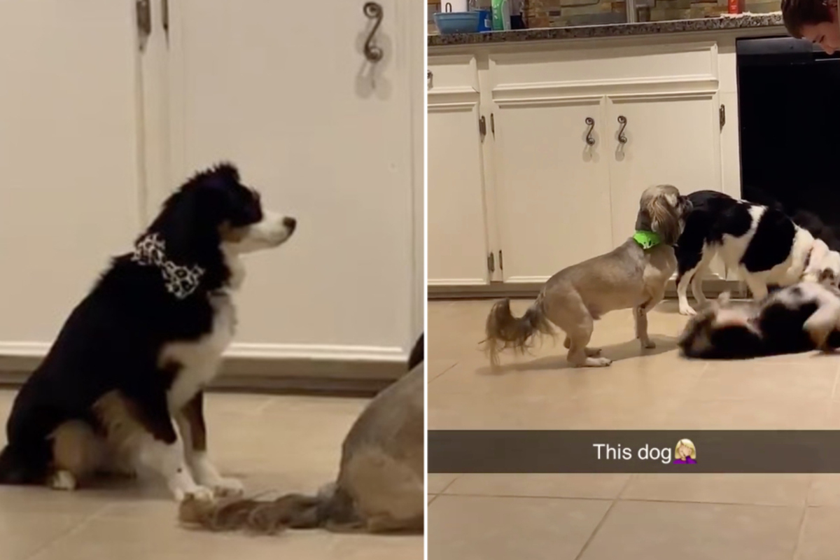 Break-dancing dog will do anything to impress his owners