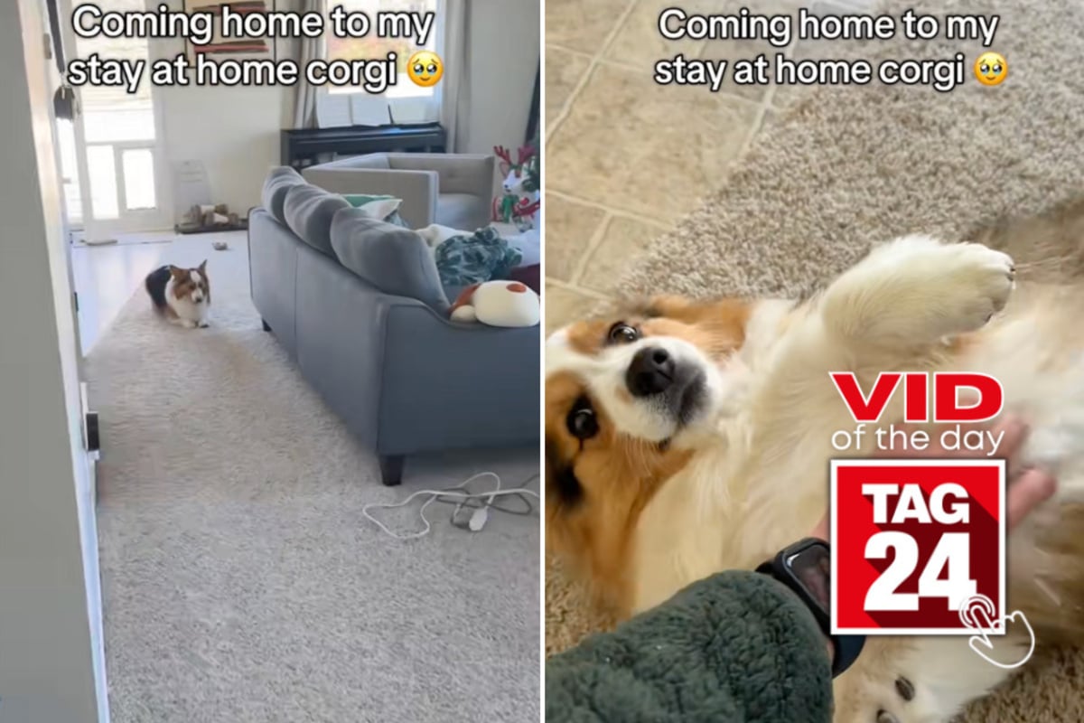 Viral Video of the Day for April 5, 2025: Fluffy Corgi greets owner in ...