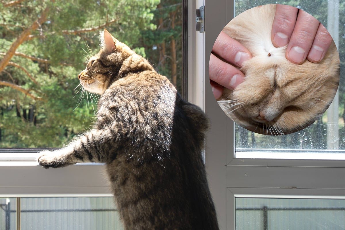 Fleas on cats: Symptoms, prevention, and how to get rid of them