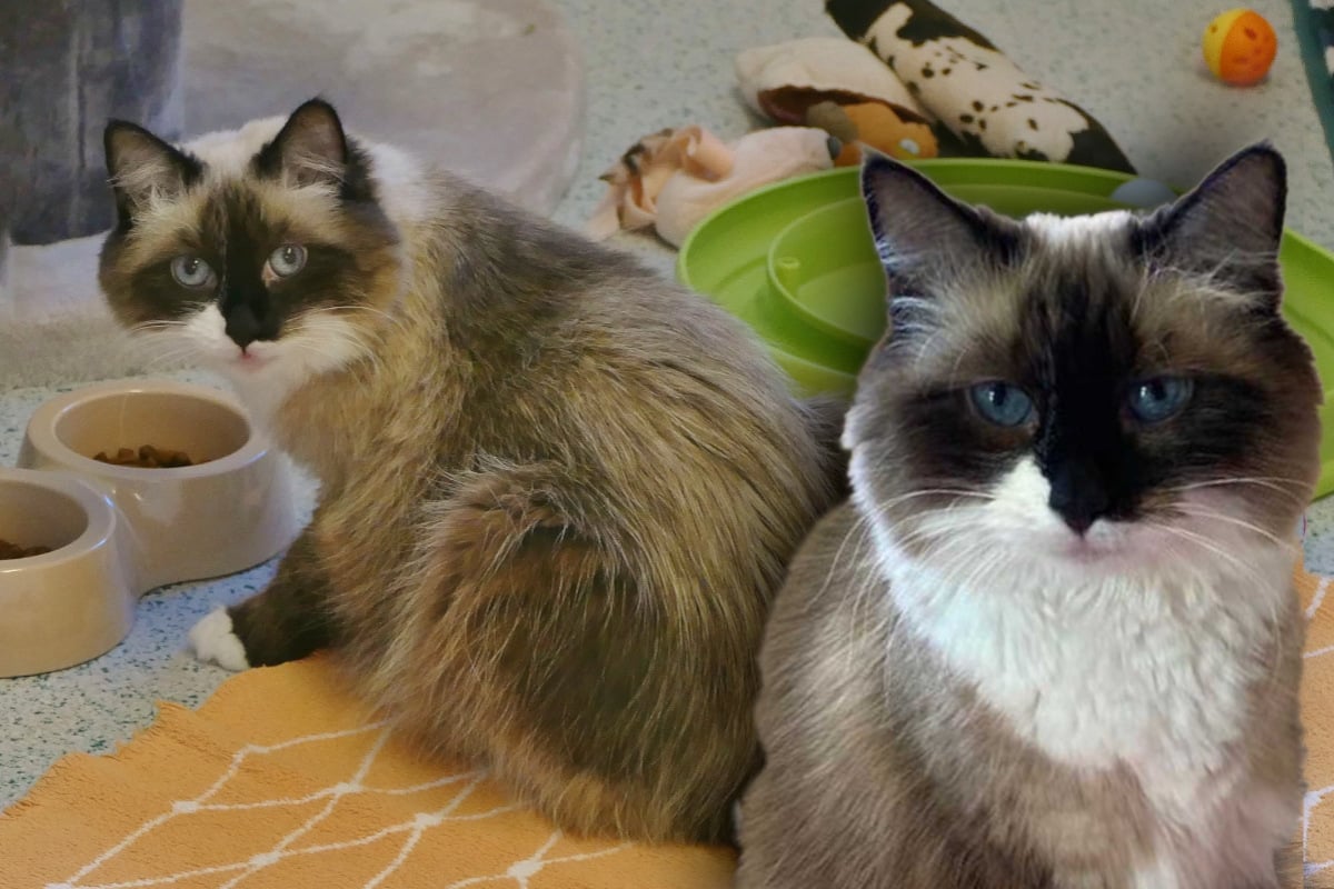 Besitzer geht auf Weltreise: Was er seinen Katzen dann antut, ist ...