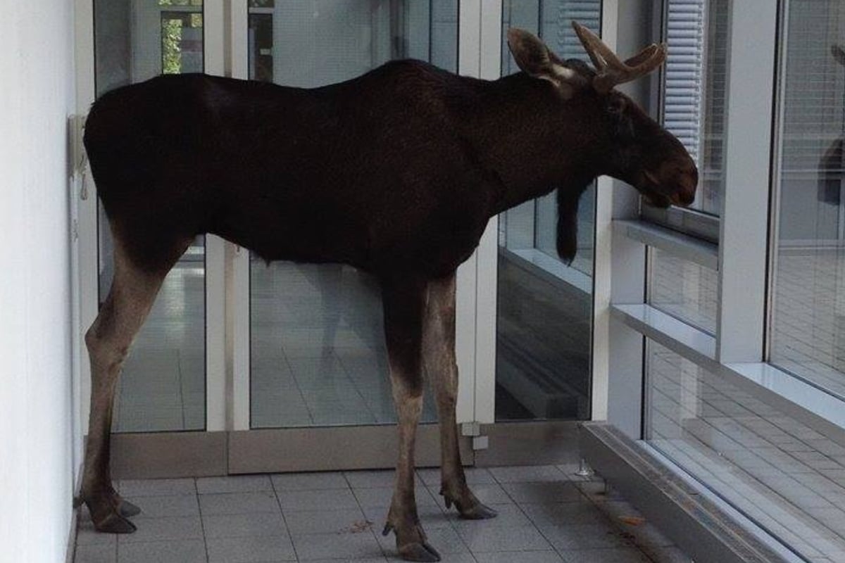Aus Polen rübergemacht: Wieder ein Elch in Ostsachsen gesichtet
