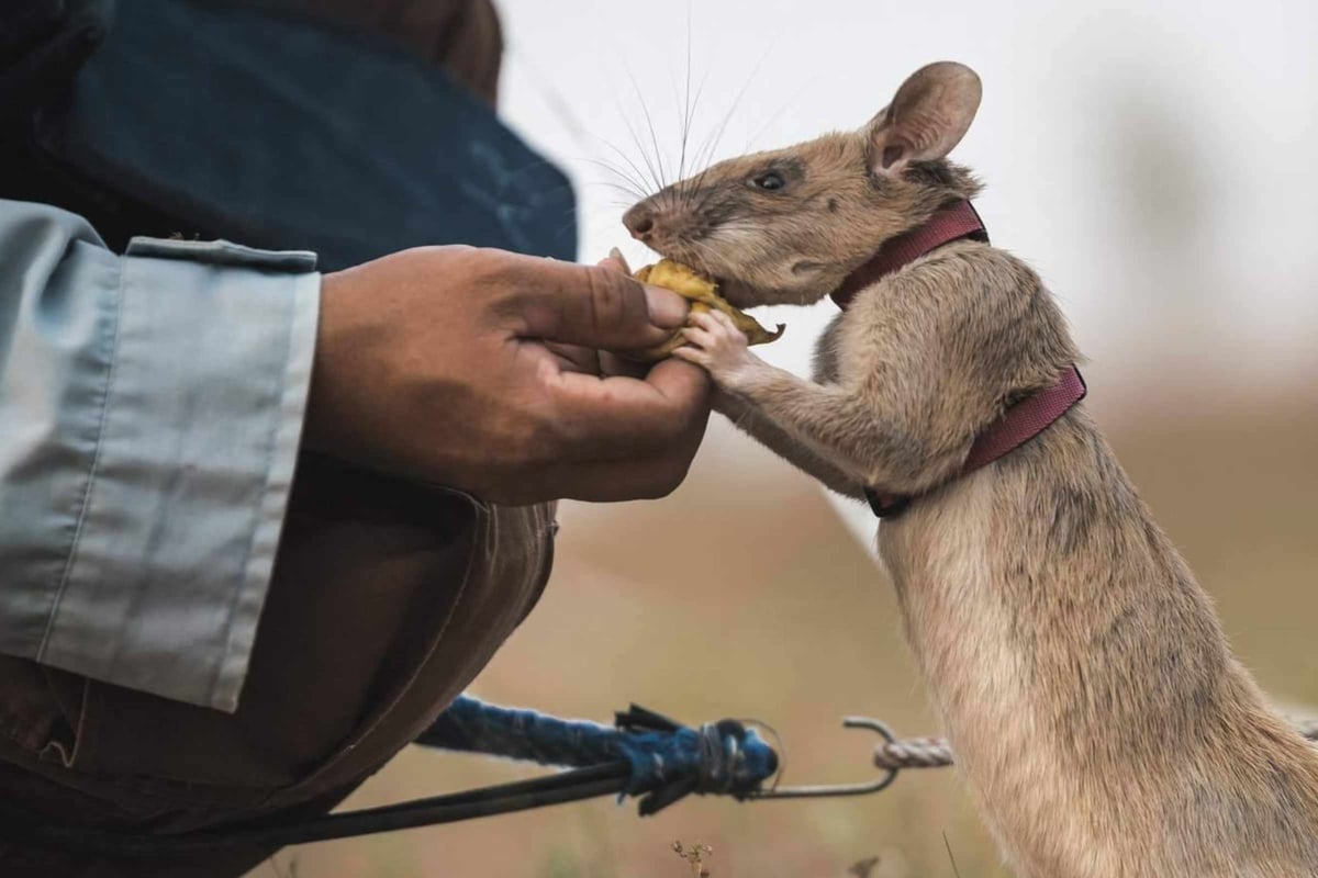 Magawa the giant rat retires after saving countless lives