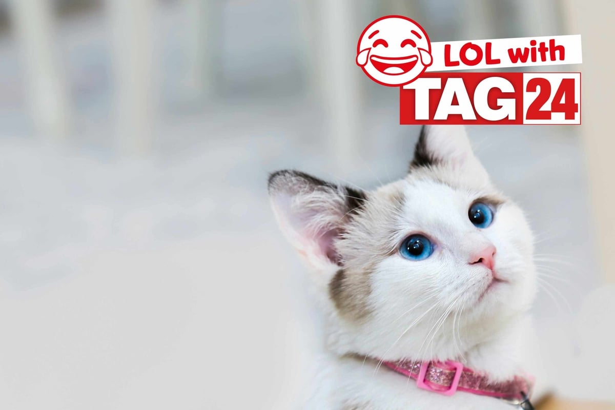 Joke of the Day for June 8, 2024: Get your funny on for Caturday