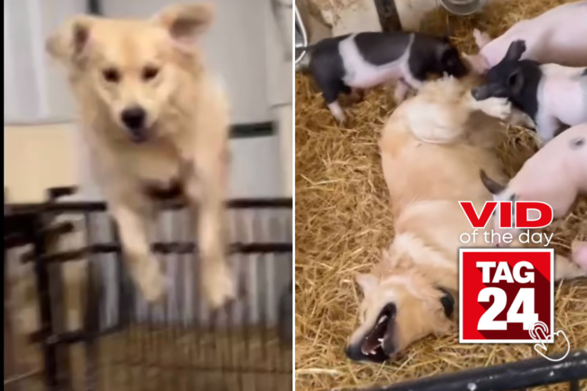 Viral Video of the Day for April 11, 2023: Paws and Pigs!