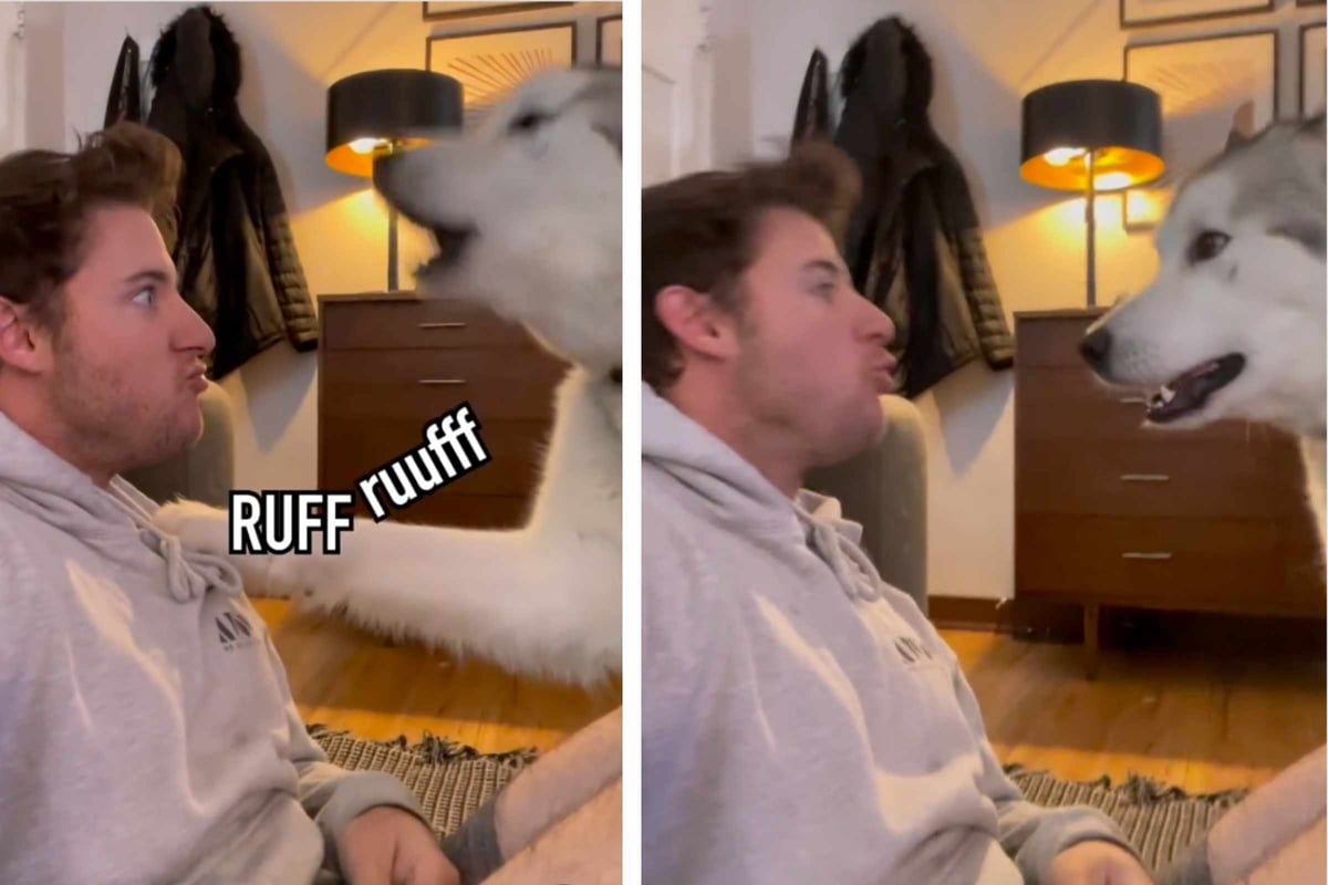 Pup teaches owner to "talk dog" in hilarious viral video