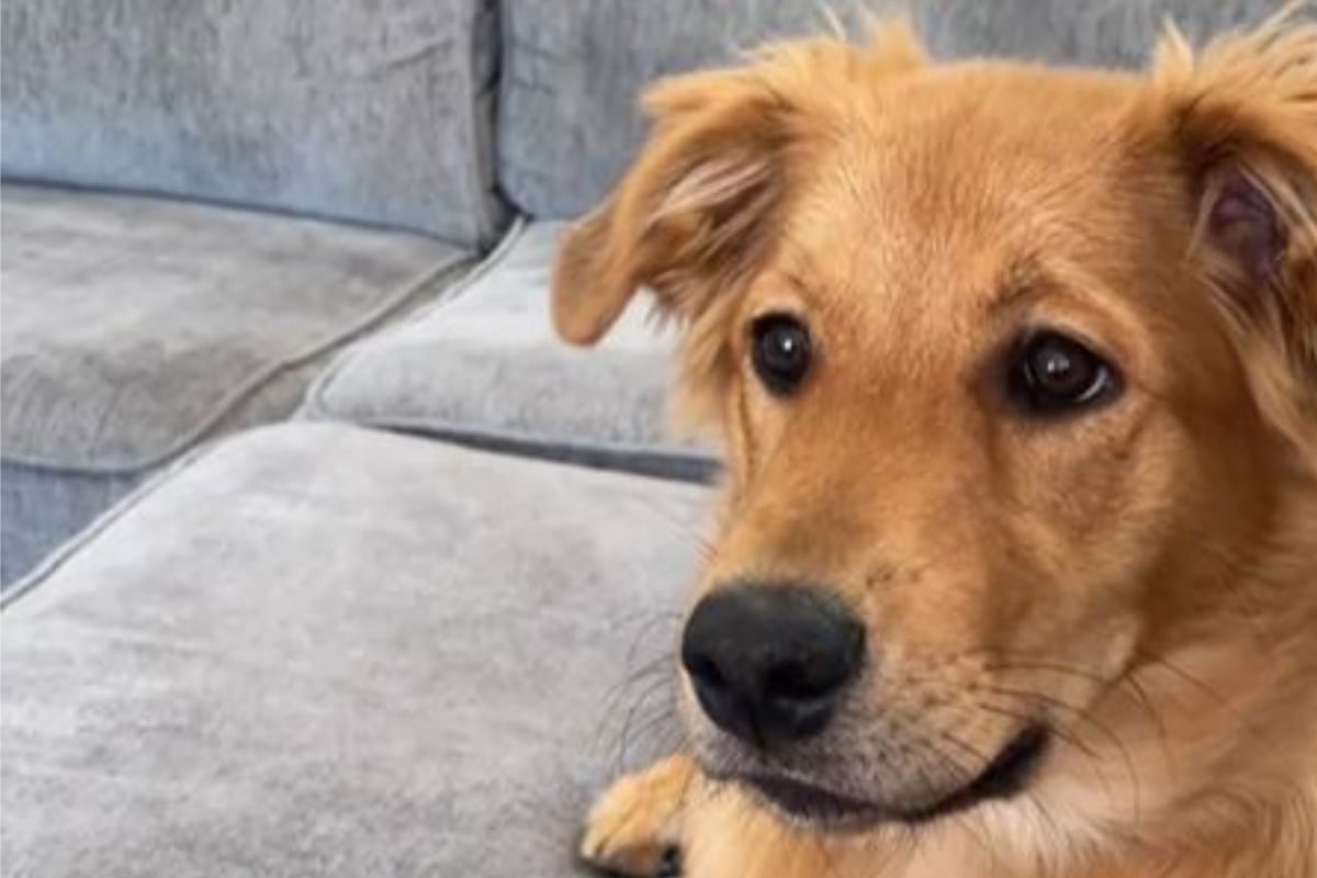 Dog's hilarious unsupervised activities caught on camera by owner!