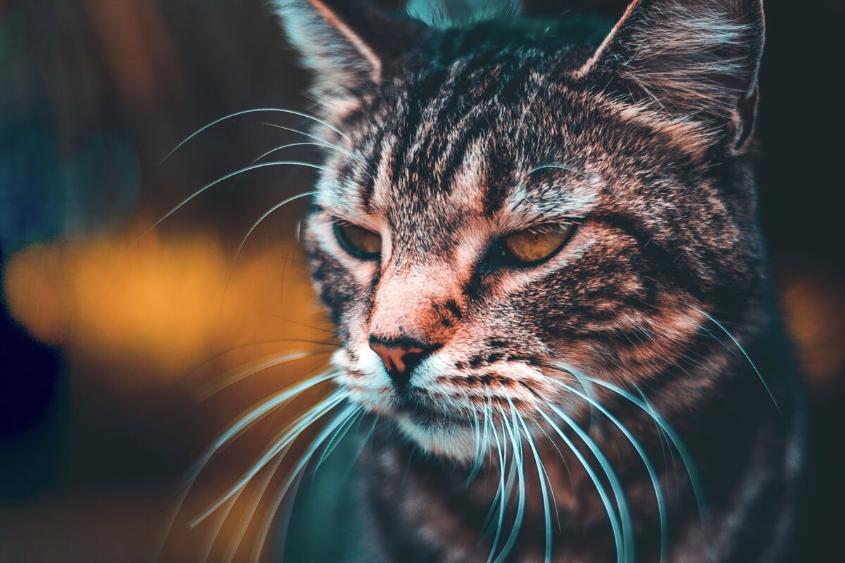 Can you cut a cat's whiskers? Do cats fall over without whiskers?