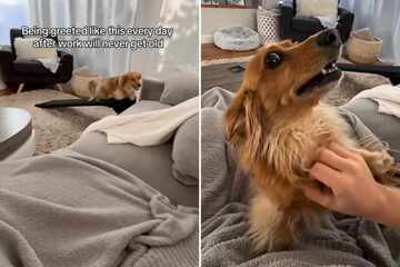 Tiny dog's way of greeting owner after long day apart is melting ...