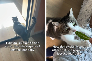 Cat craves bizarre "treat" in hysterical video: "She requires 1 lettuce ...