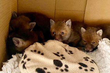 Baby foxes cry for help from swimming pool until rescue comes