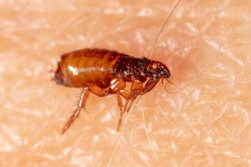 Flohbisse: erkennen, behandeln, Flöhe bekämpfen