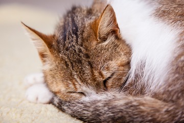 Schlafposition einer Katze: Häufige Positionen und ihre Bedeutung