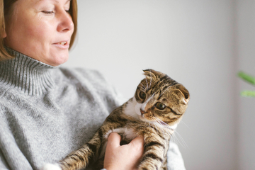 Top 10 grumpy cat breeds