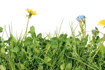 Richtig Rasen mähen: Wie oft & ab wann mäht man Rasen?