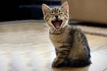 Cat fur patterns: All cat fur colors, names, and patterns