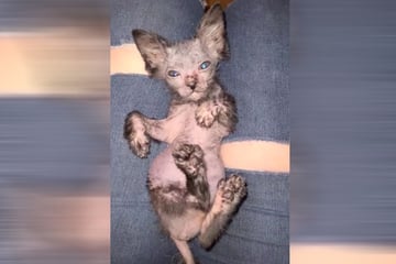 Mysterious genetic mutation makes "werewolf" kitten a TikTok hit!