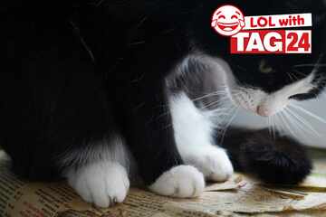 Joke of the Day for May 18, 2024: Get your funny on for Caturday