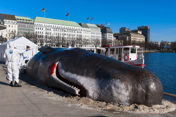 Hamburg: Toter Pottwal liegt am Jungfernstieg - Das ist der Grund