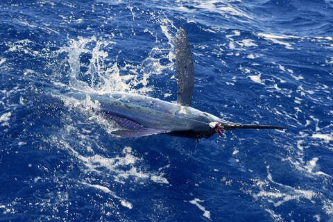 Das schnellste Tier der Welt: Top 10 im ultimativen Ranking