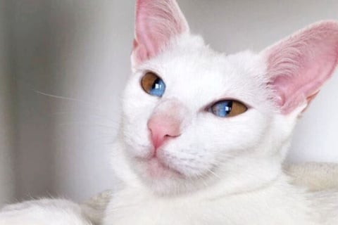Diese Augen einer Katze sind etwas ganz Besonderes!