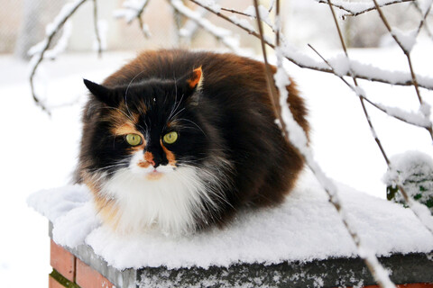 Top 10 fattest and chubbiest cat breeds in the world