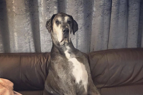 Größter Hund aller Zeiten: Wer hält den Weltrekord?