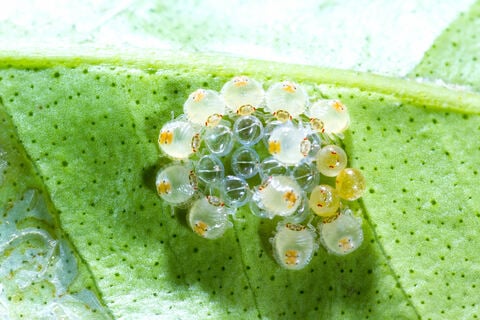 Spinnmilben bekämpfen: Hausmittel zur Pflanzenrettung