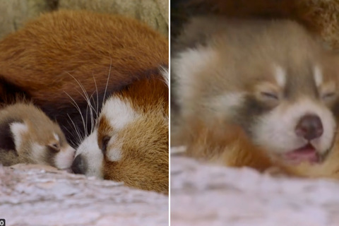 San Diego Zoo welcomes baby red panda!
