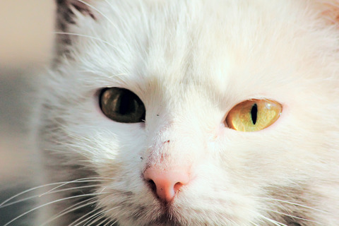 Cat pupils: What does it mean if my cat has large dilated pupils?