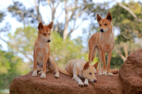 Do dingoes eat babies? The story behind "A dingo ate my baby"