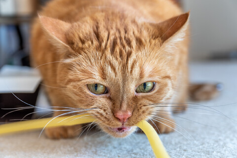 Help, my cat is eating plastic! What the behavior means and how to stop it