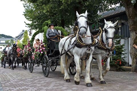 Größtes Pferd der Welt: "Noddy" misst über 2 Meter