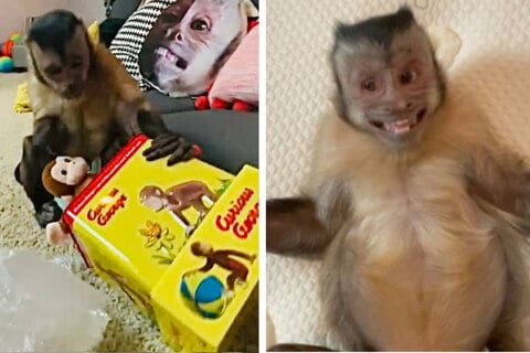Real-life Curious George is monkeying around on TikTok