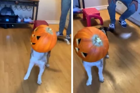 Dog surprises owners with a hilarious Halloween costume