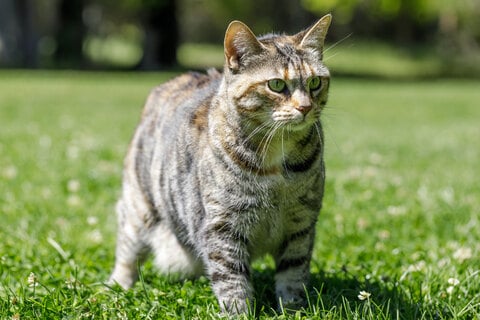 Striped cat breeds: Top 10