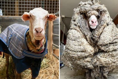 Shear madness! "Baarack" the sheep rescued from woolly nightmare
