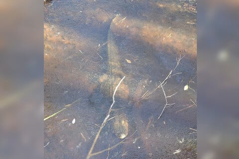 Frozen alligators wow internet in eerie snaps of "brumation"